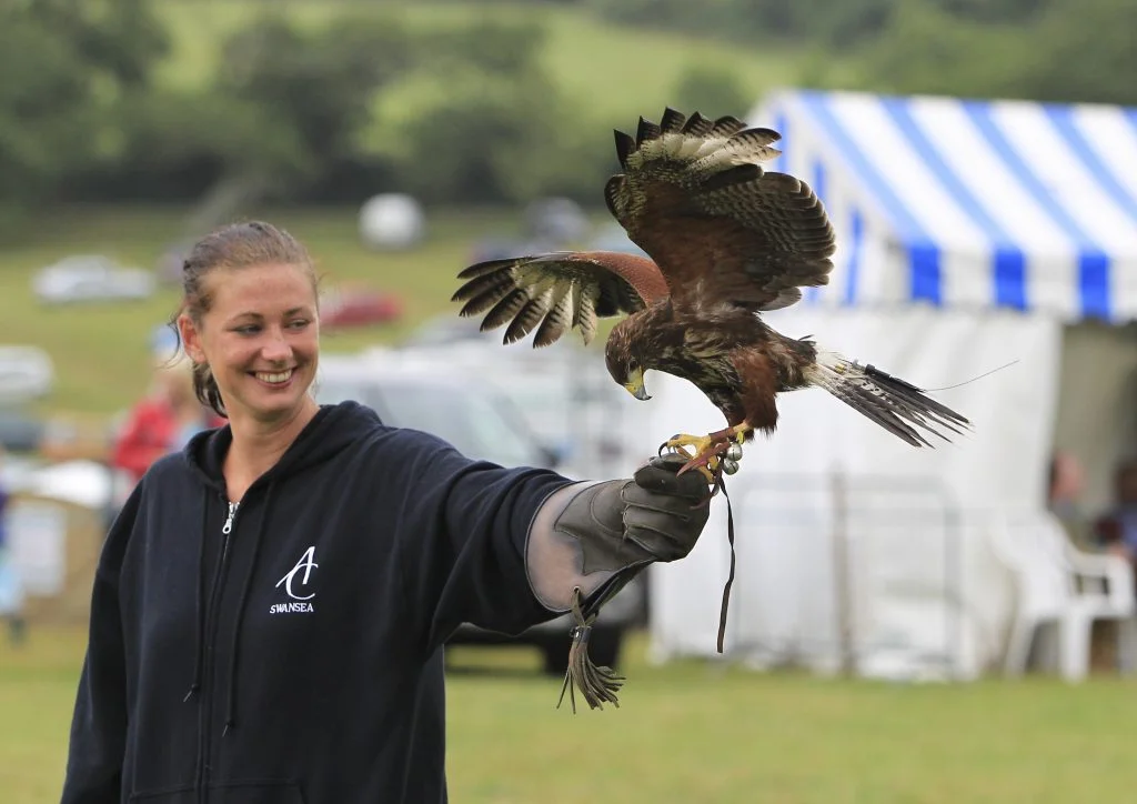 THE SHOW - The Gower Show